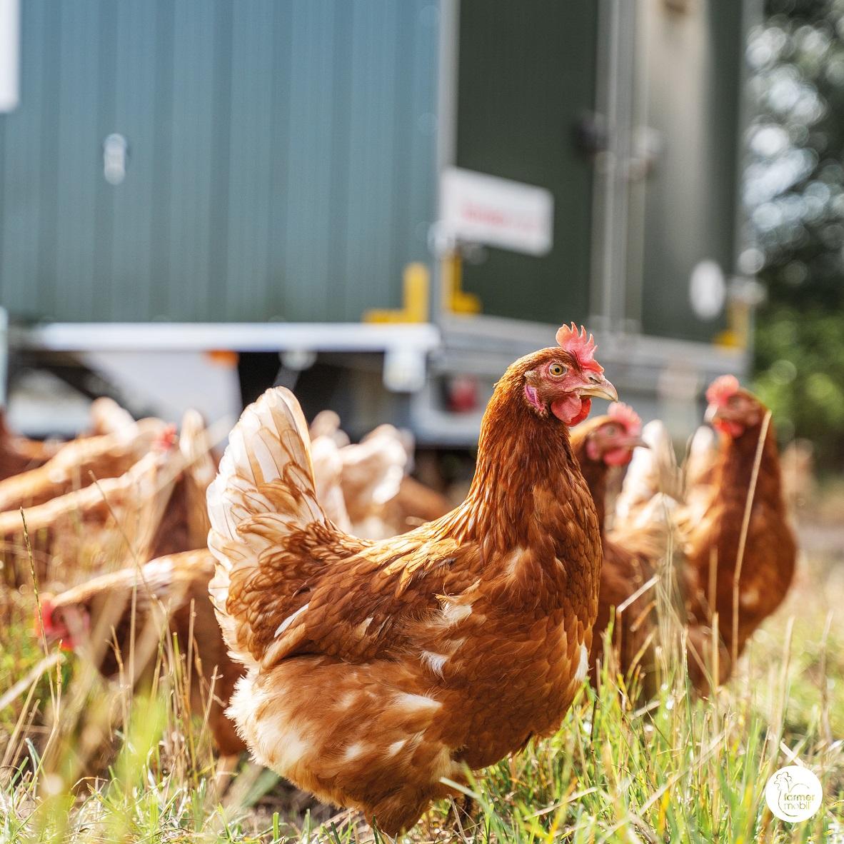 How much space do I need for a mobile hen house?