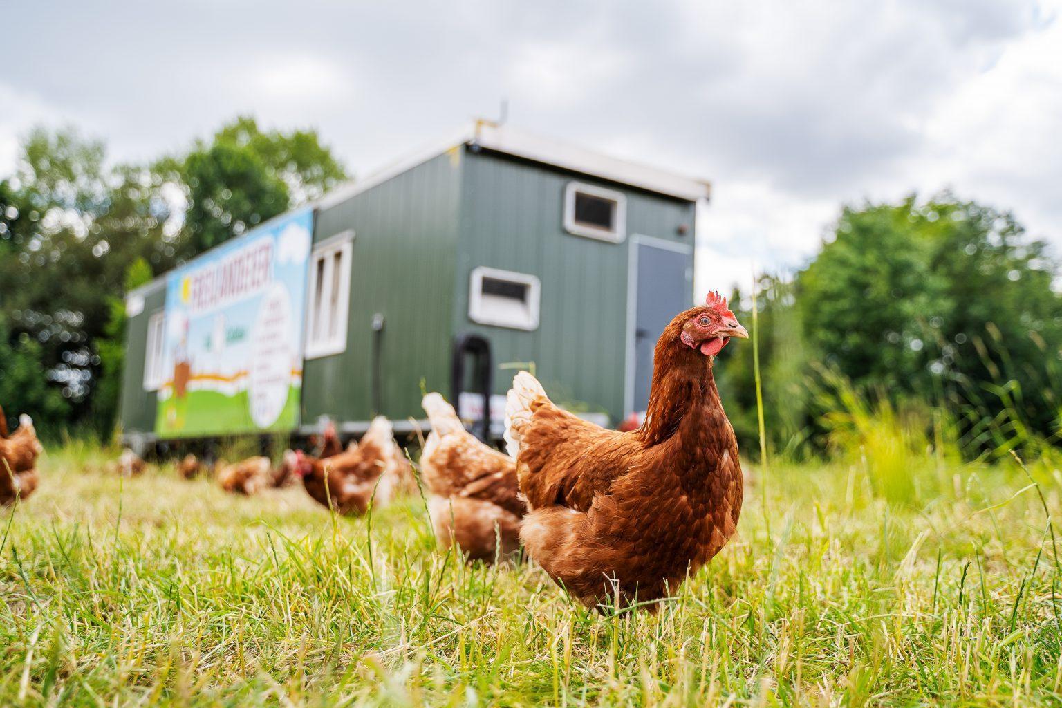 Mobile Hen House for 450 laying hens