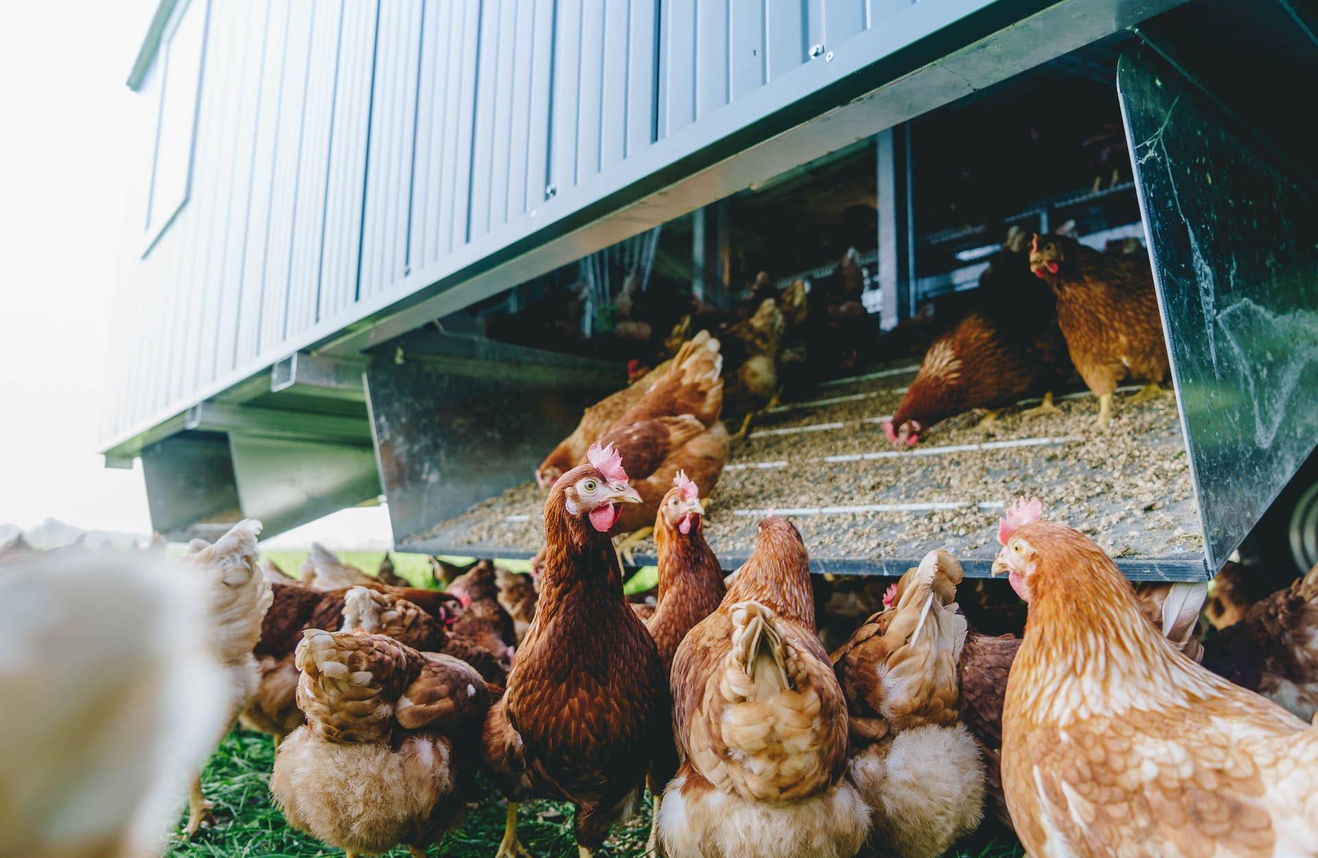 How much space do I need for a mobile hen house?