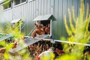 The mobile stable with innovative stable technology