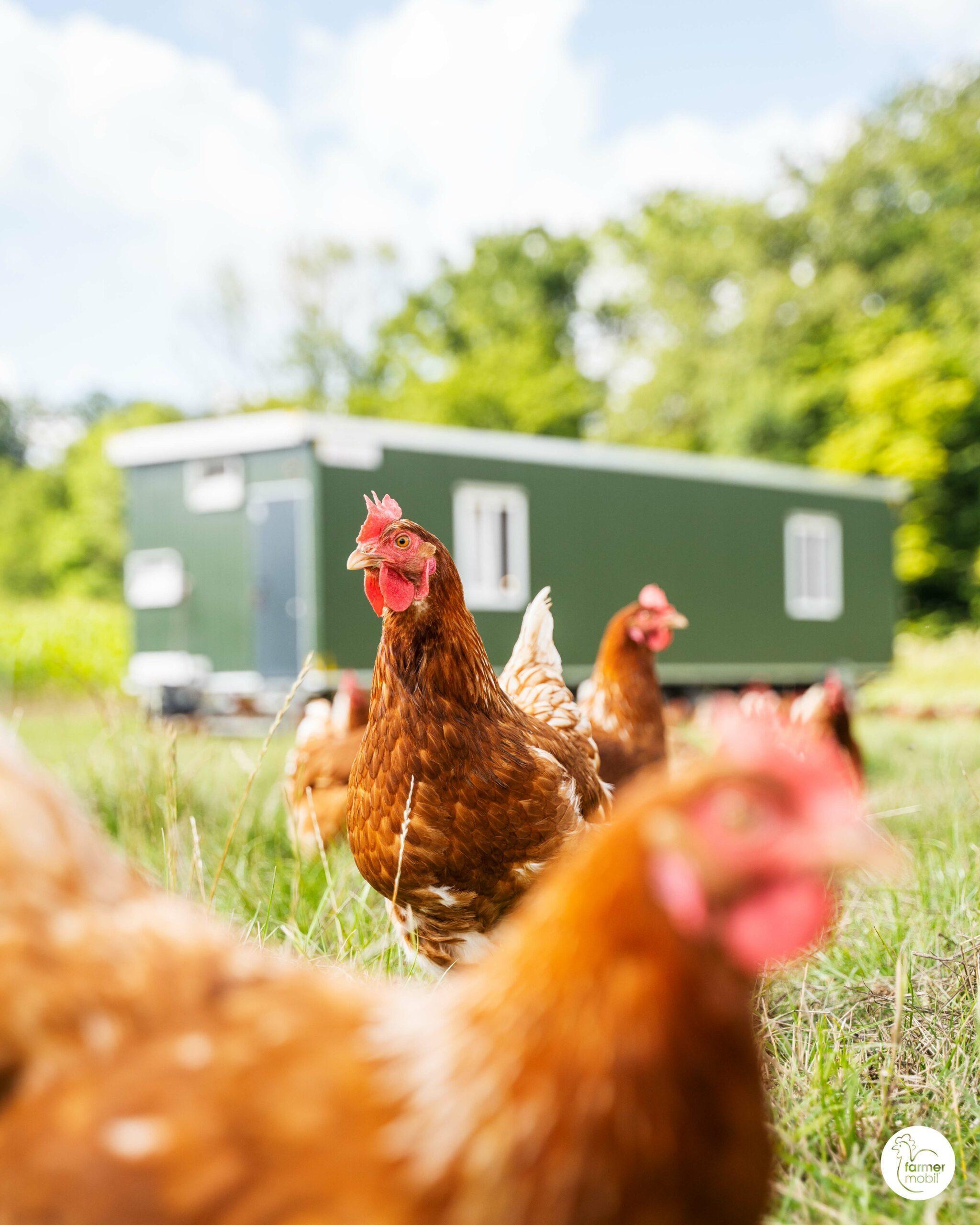 How much space do I need for a mobile hen house?