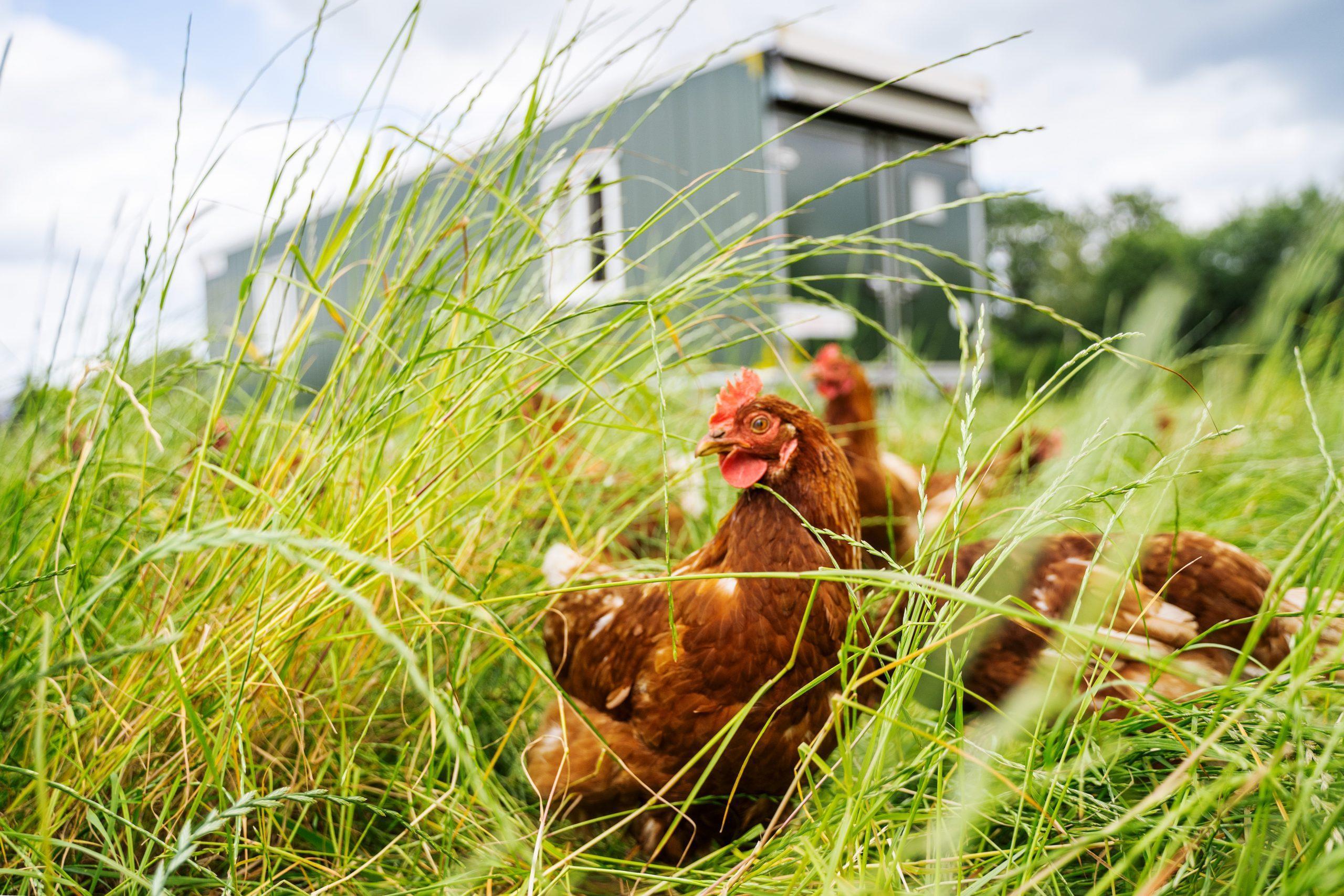 Product overview of our mobile stables