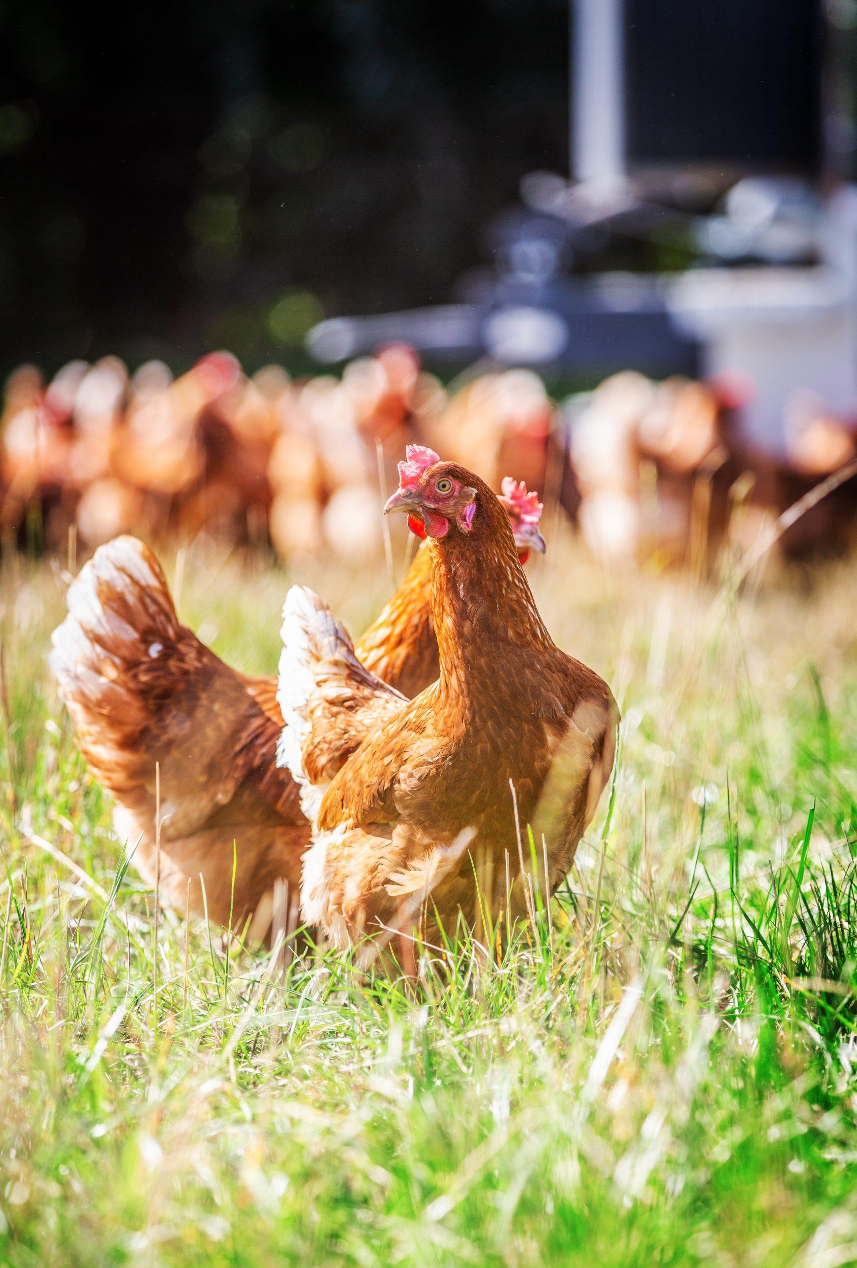 How much space do I need for a mobile hen house?